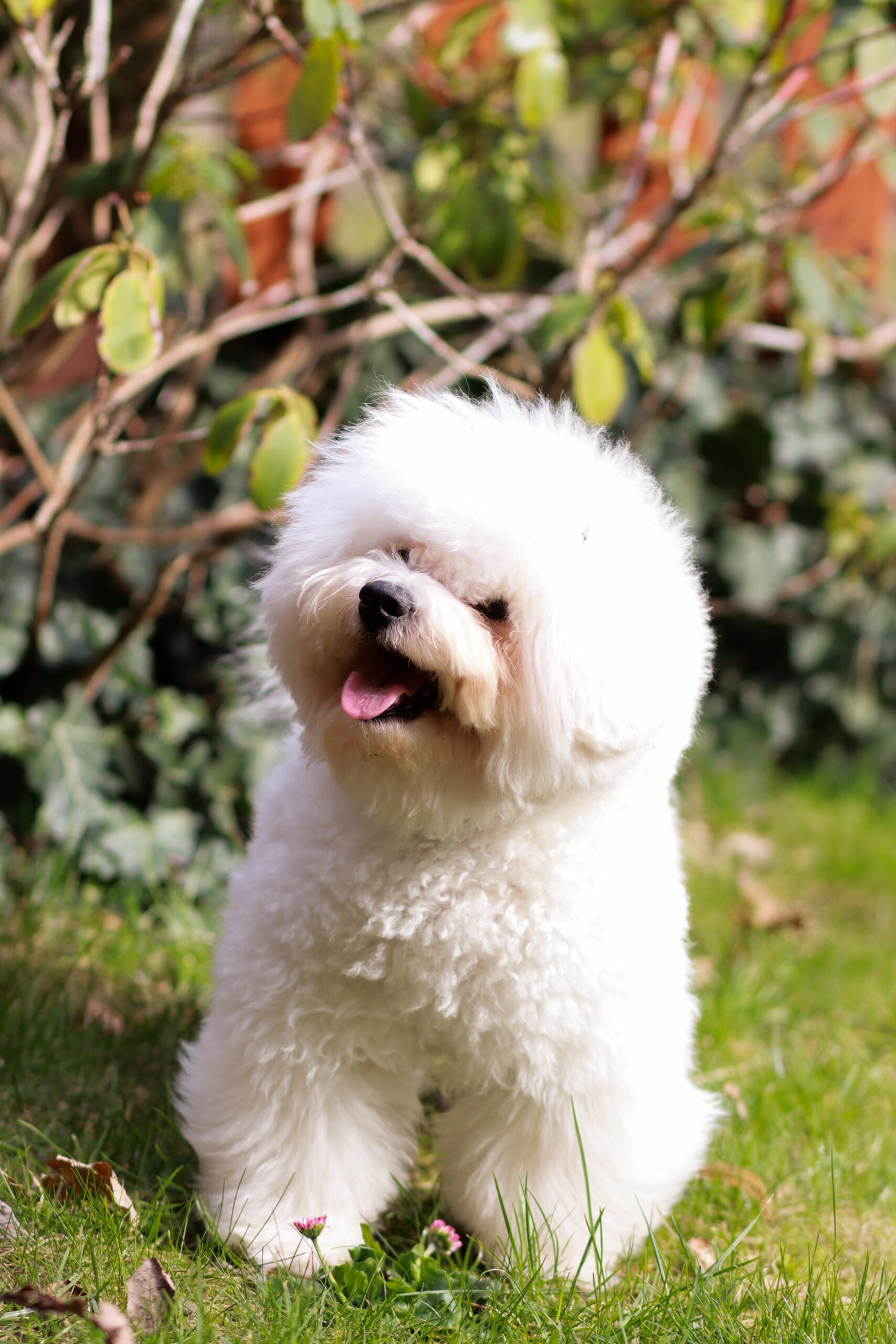 Paw Tale Puppies | Teddy Bear Puppies | Bichon Frise