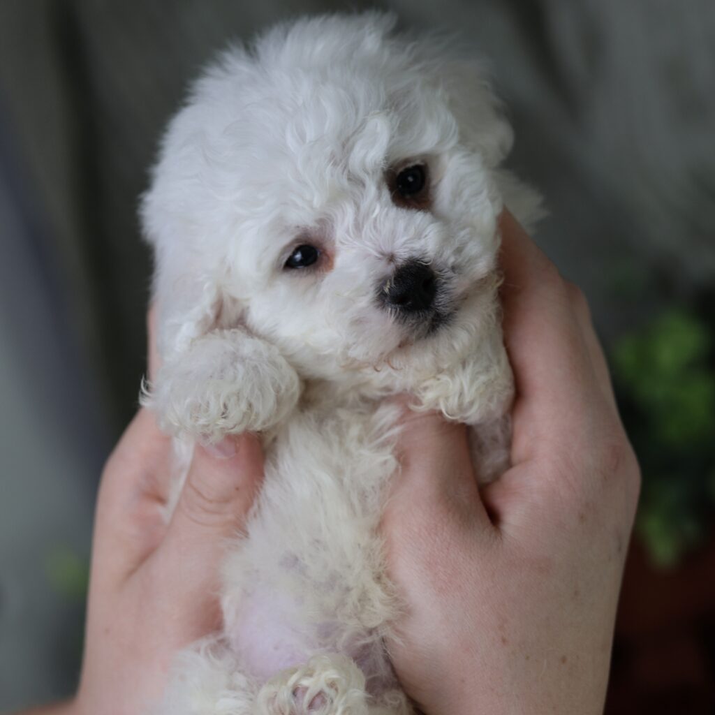 Paw Tale Puppies | Mini Bichon Frise Puppies | Under 10 Lbs