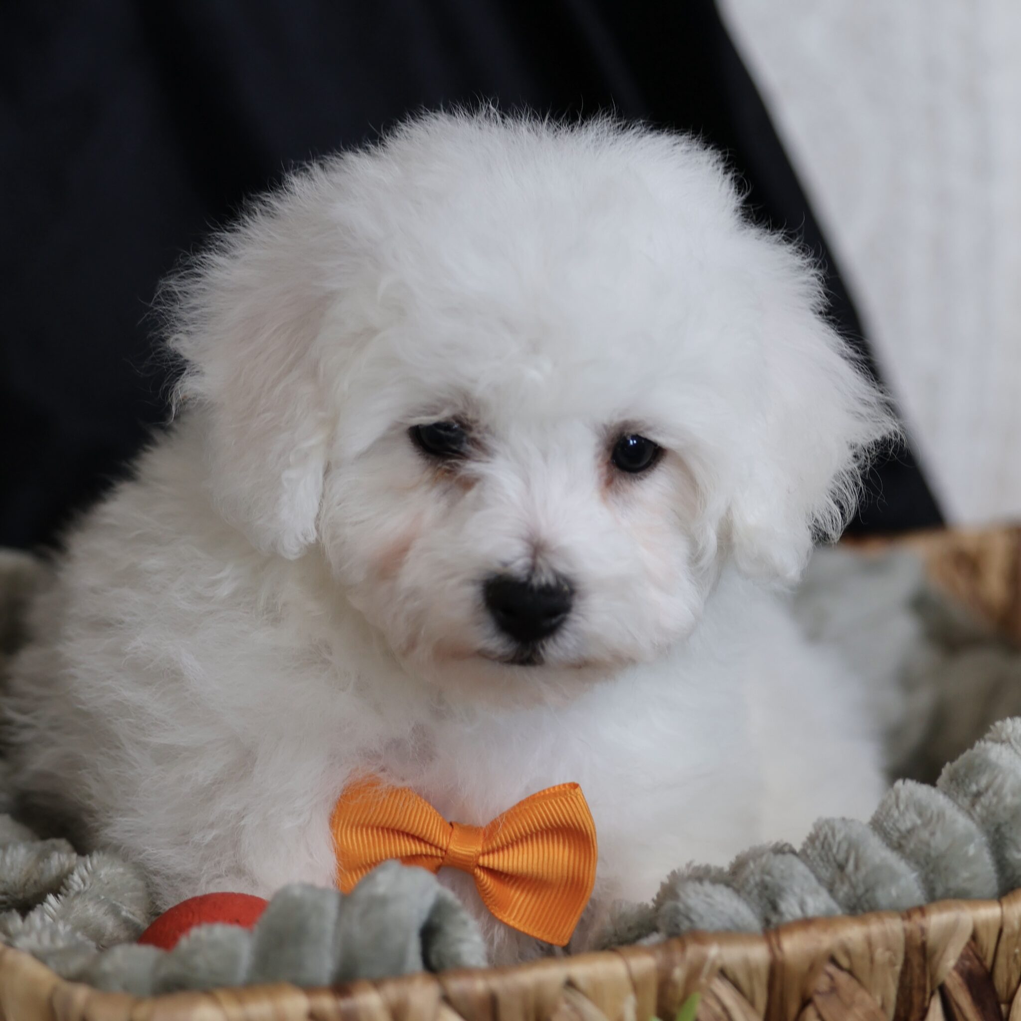 Paw Tale Puppies | Bichon Frise Puppies | Vet Checked Pups