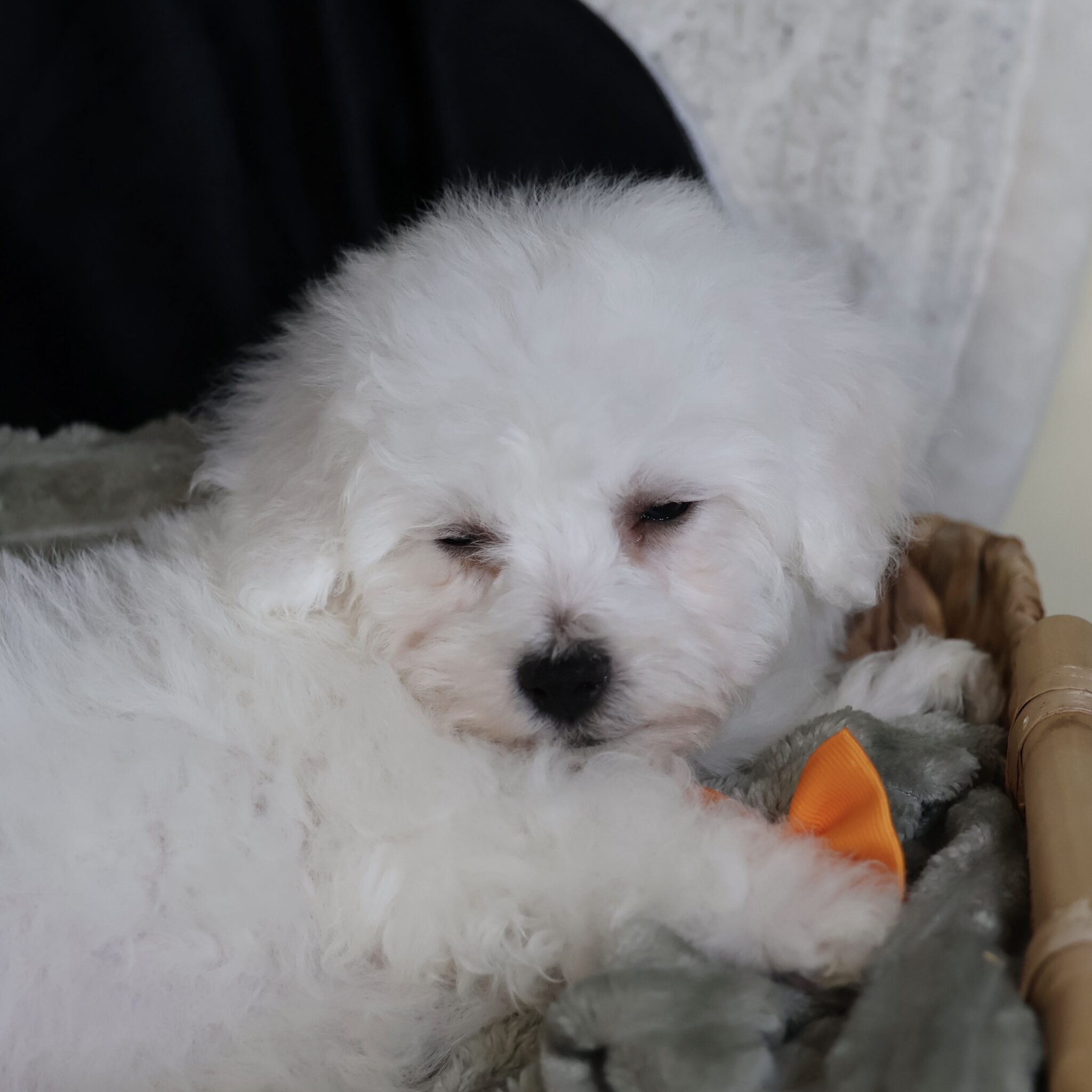 Paw Tale Puppies | Bichon Frise Puppies | Vet Checked Pups