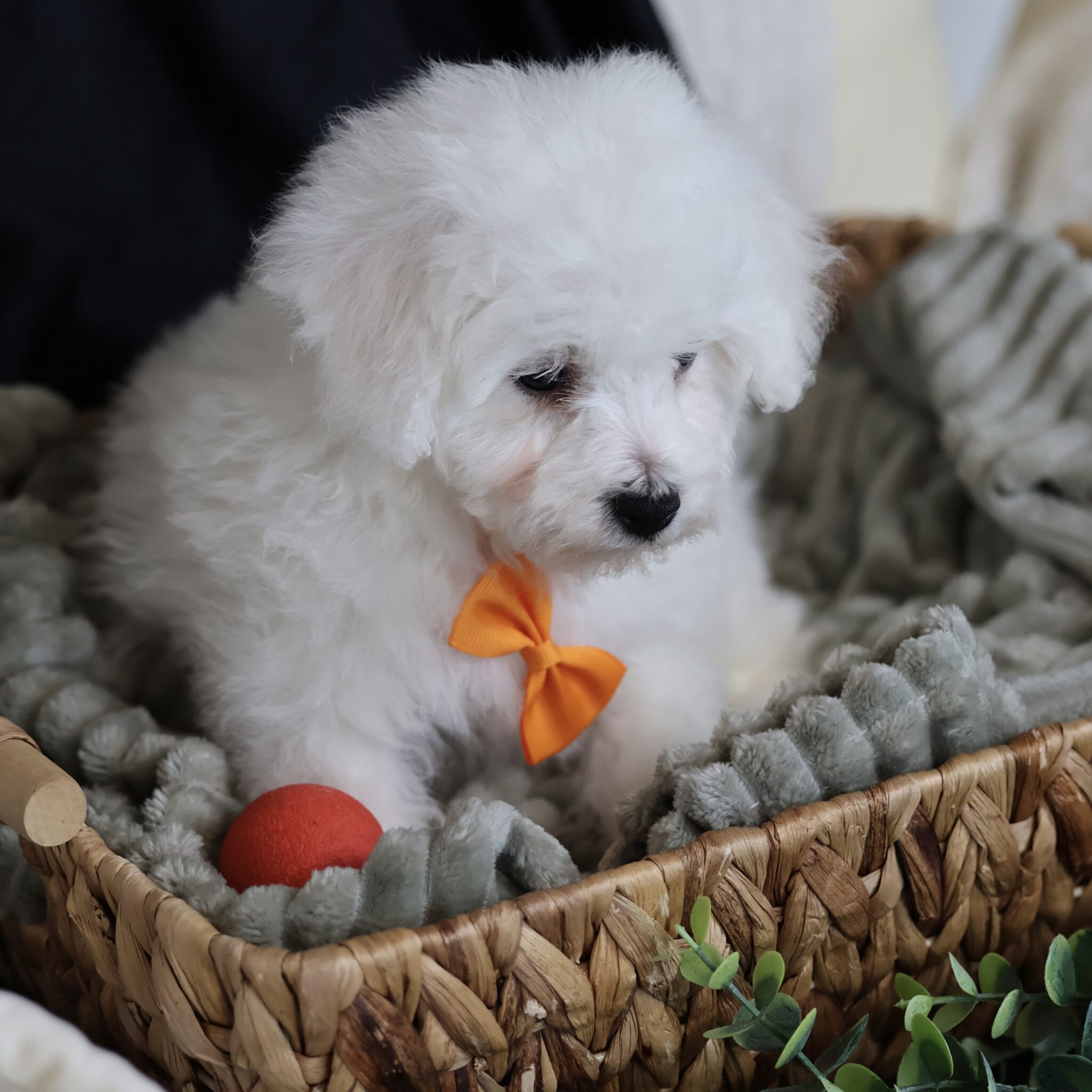 Paw Tale Puppies | Bichon Frise Puppies | Vet Checked Pups