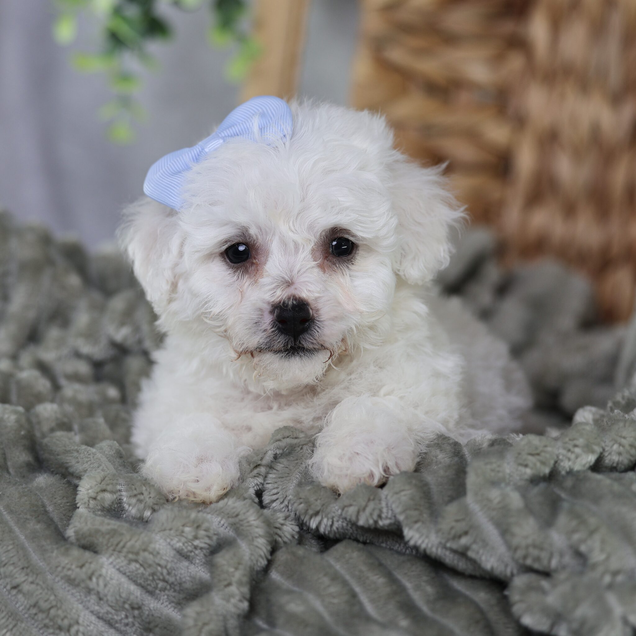 Paw Tale Puppies | Bichon Frise Puppies | Vet Checked Pups