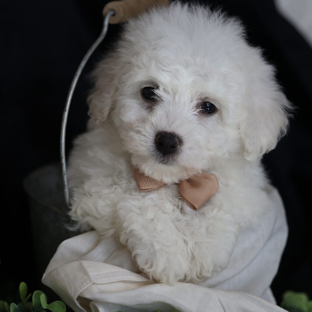 Paw Tale Puppies | Bichon Frise Puppies | Vet Checked Pups