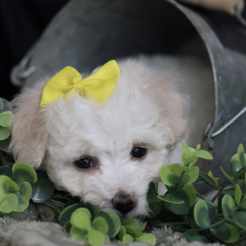 Paw Tale Puppies | Bichon Frise Puppies | Vet Checked Pups