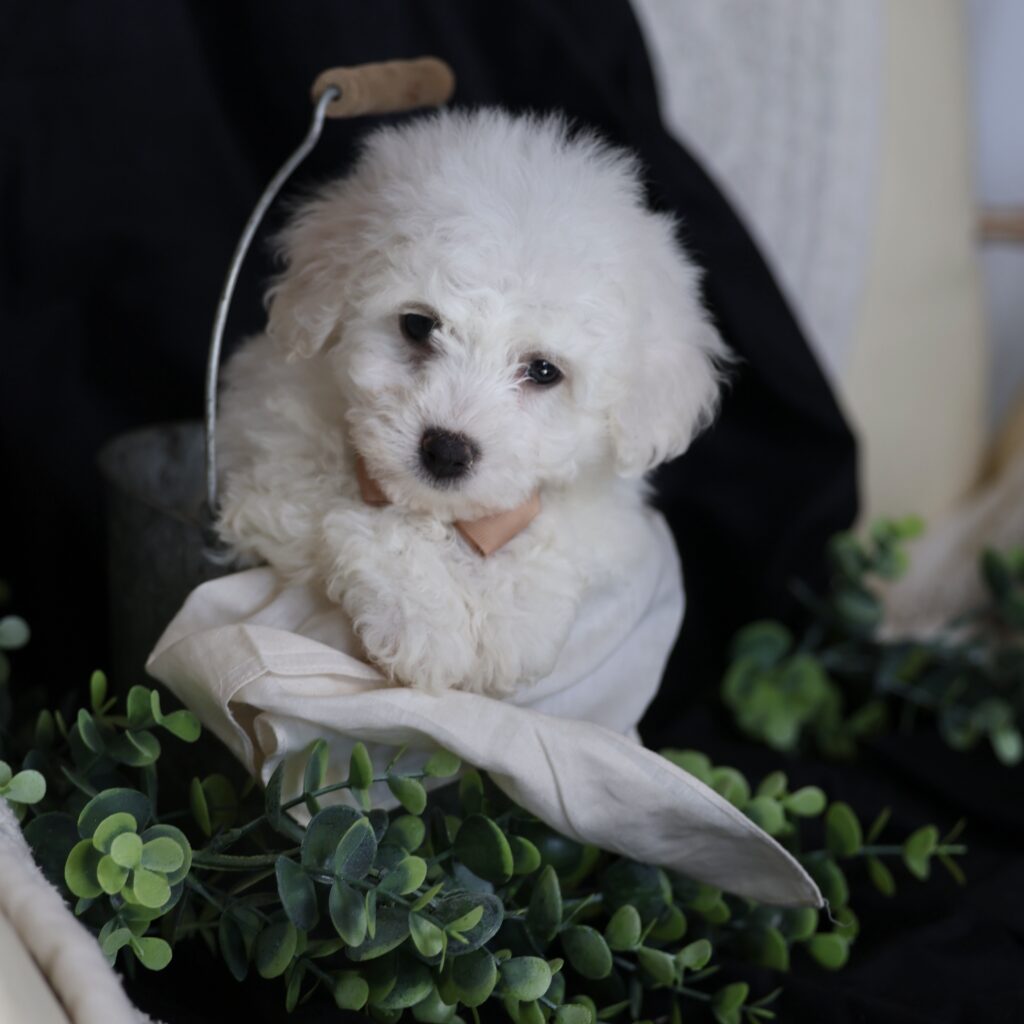 Paw Tale Puppies | Bichon Frise Puppies | Vet Checked Pups