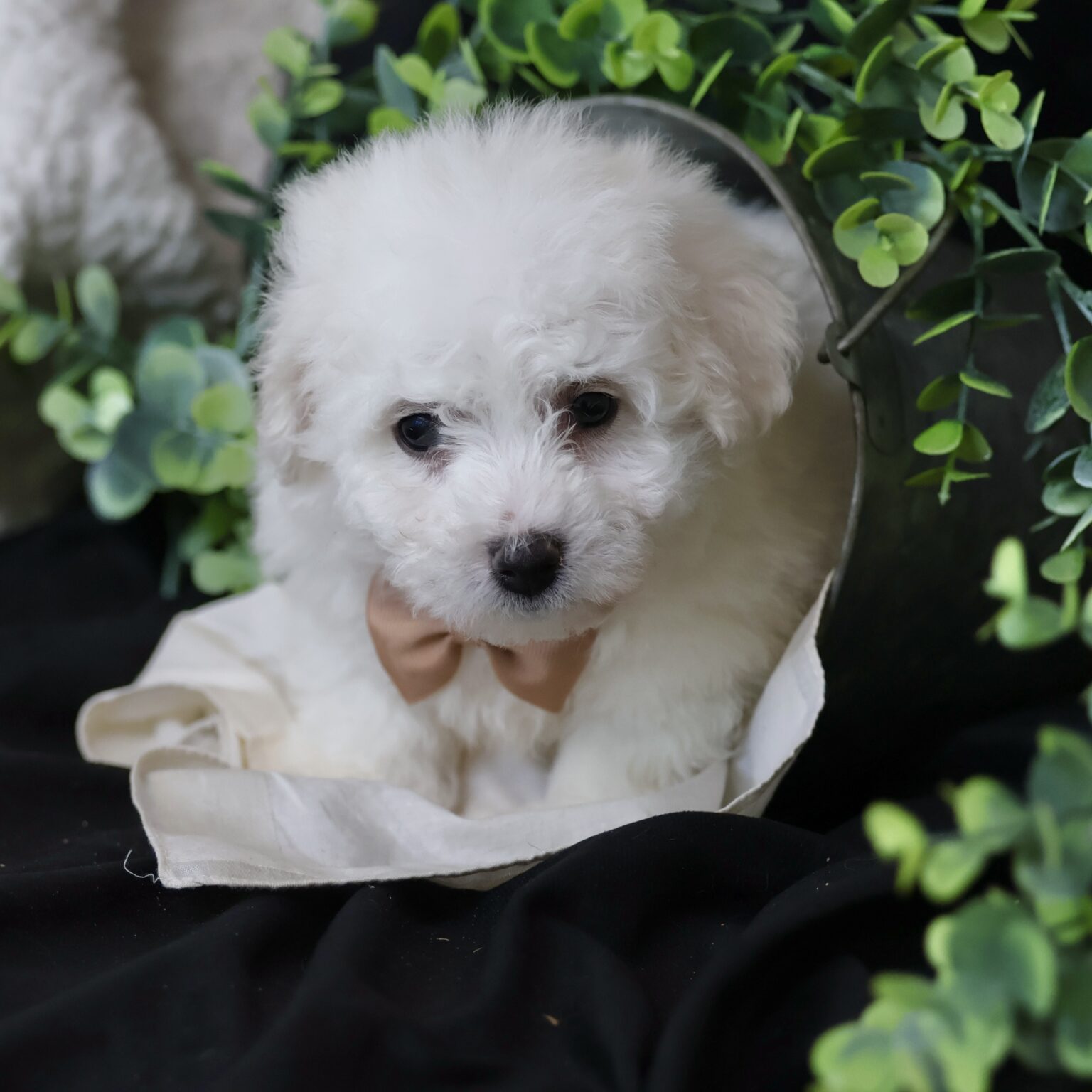 Paw Tale Puppies | Bichon Frise Puppies | Vet Checked Pups