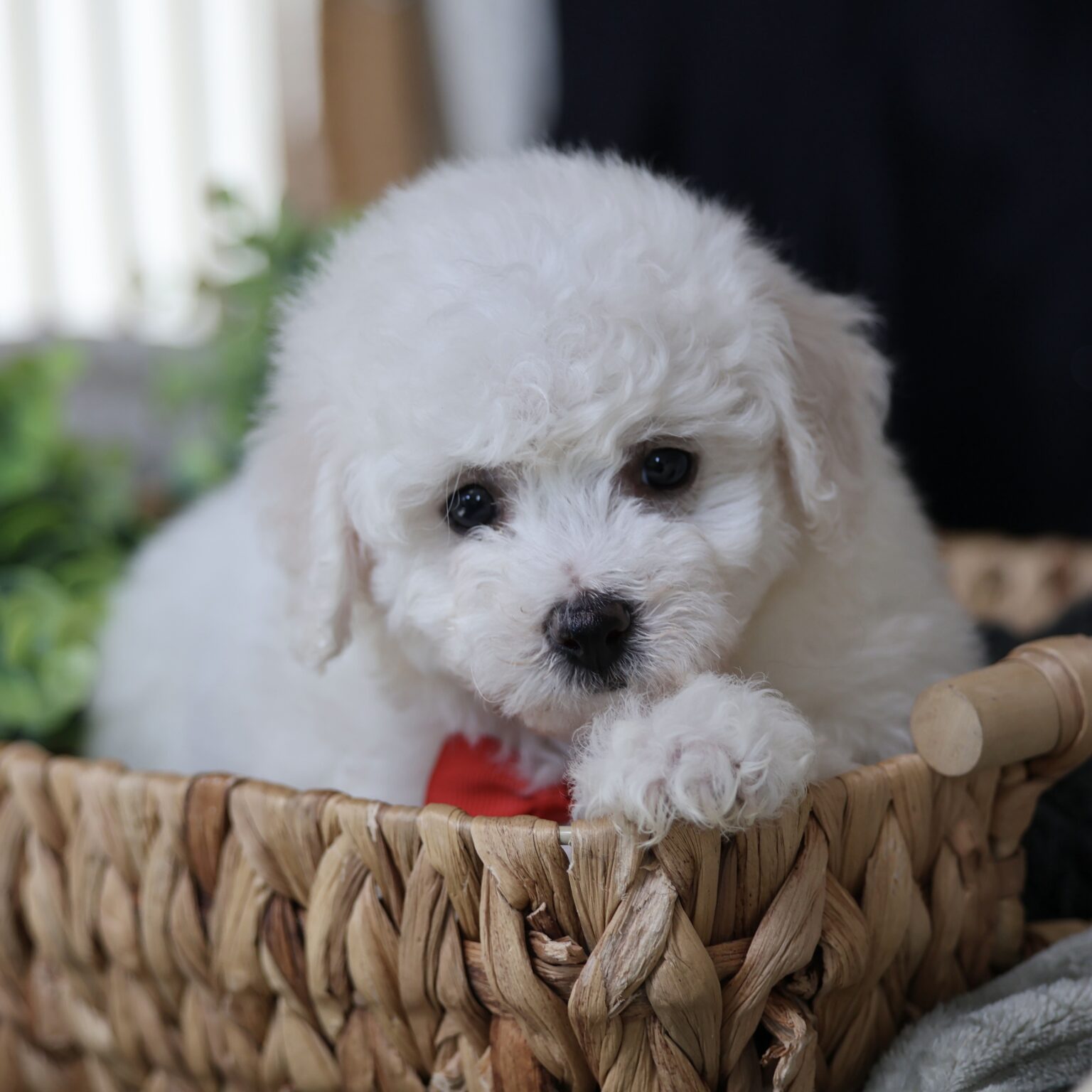 Paw Tale Puppies | Bichon Frise Puppies | Vet Checked Pups