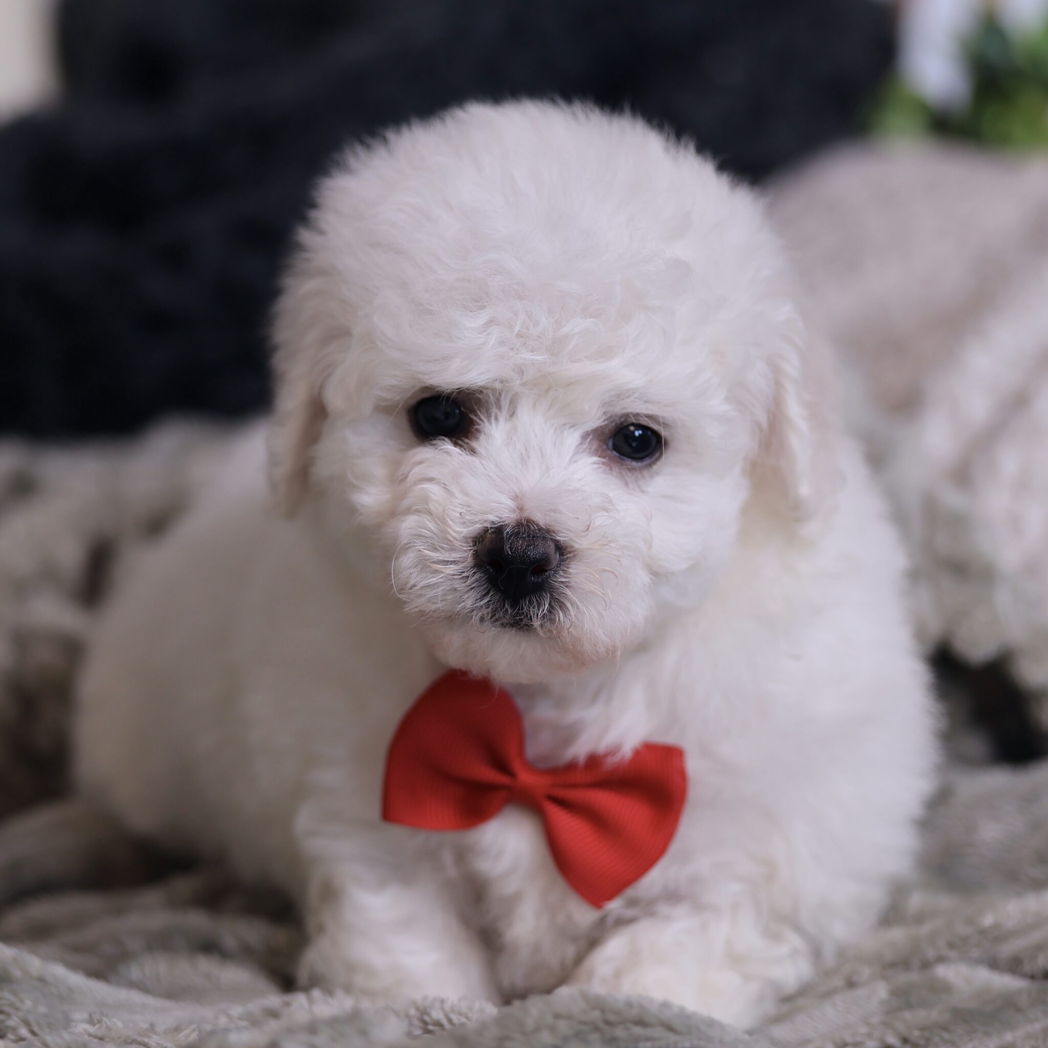 Paw Tale Puppies | Teddy Bear Puppies | Bichon Frise