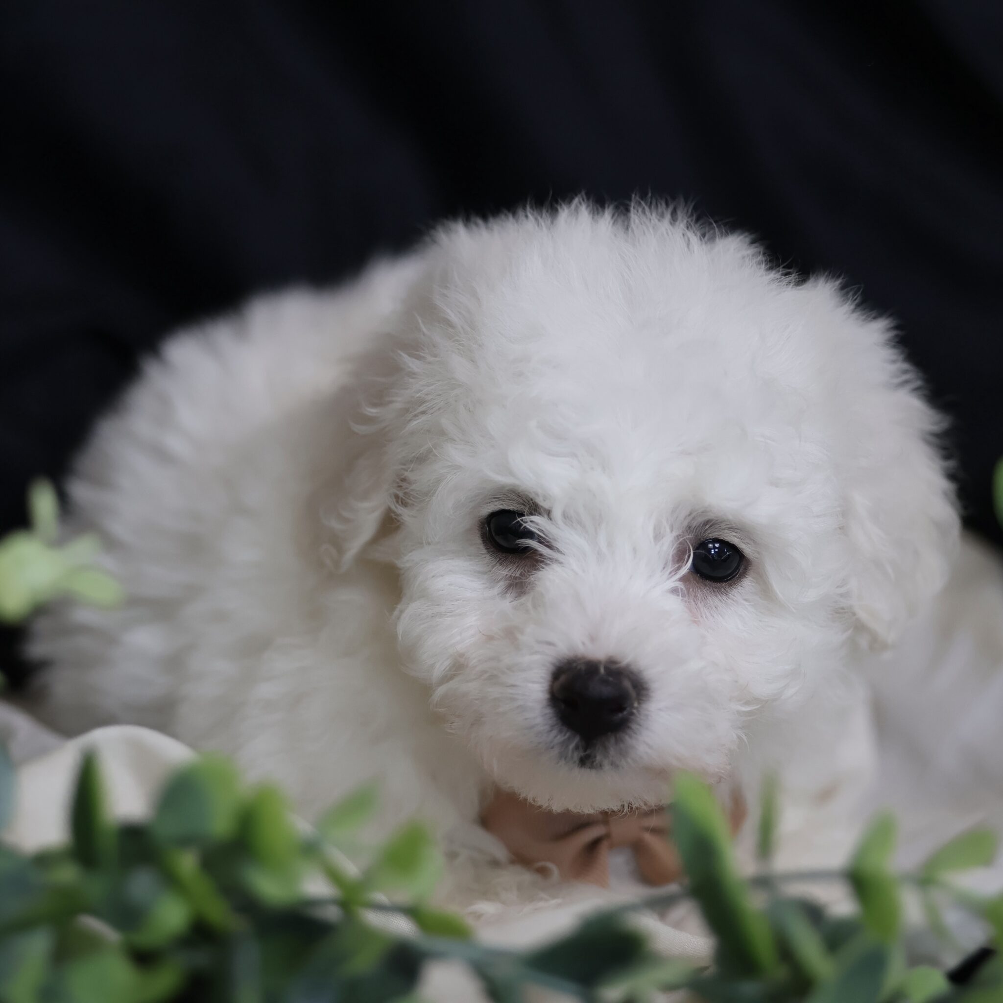 Paw Tale Puppies | Bichon Frise Puppies | Vet Checked Pups