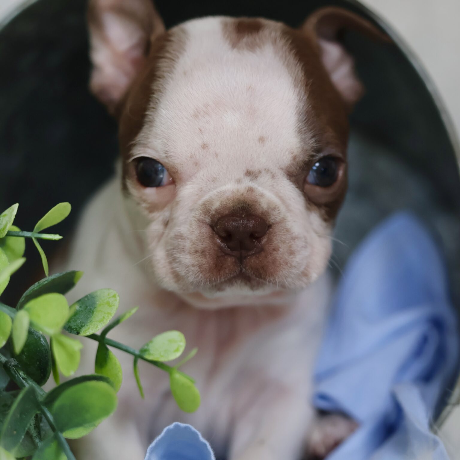 Paw Tale Puppies | Boston Terrier Puppies | Health Guarntees