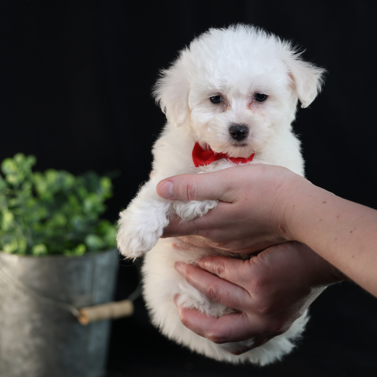 Paw Tale Puppies | Bichon Frise Puppies | Vet Checked Pups