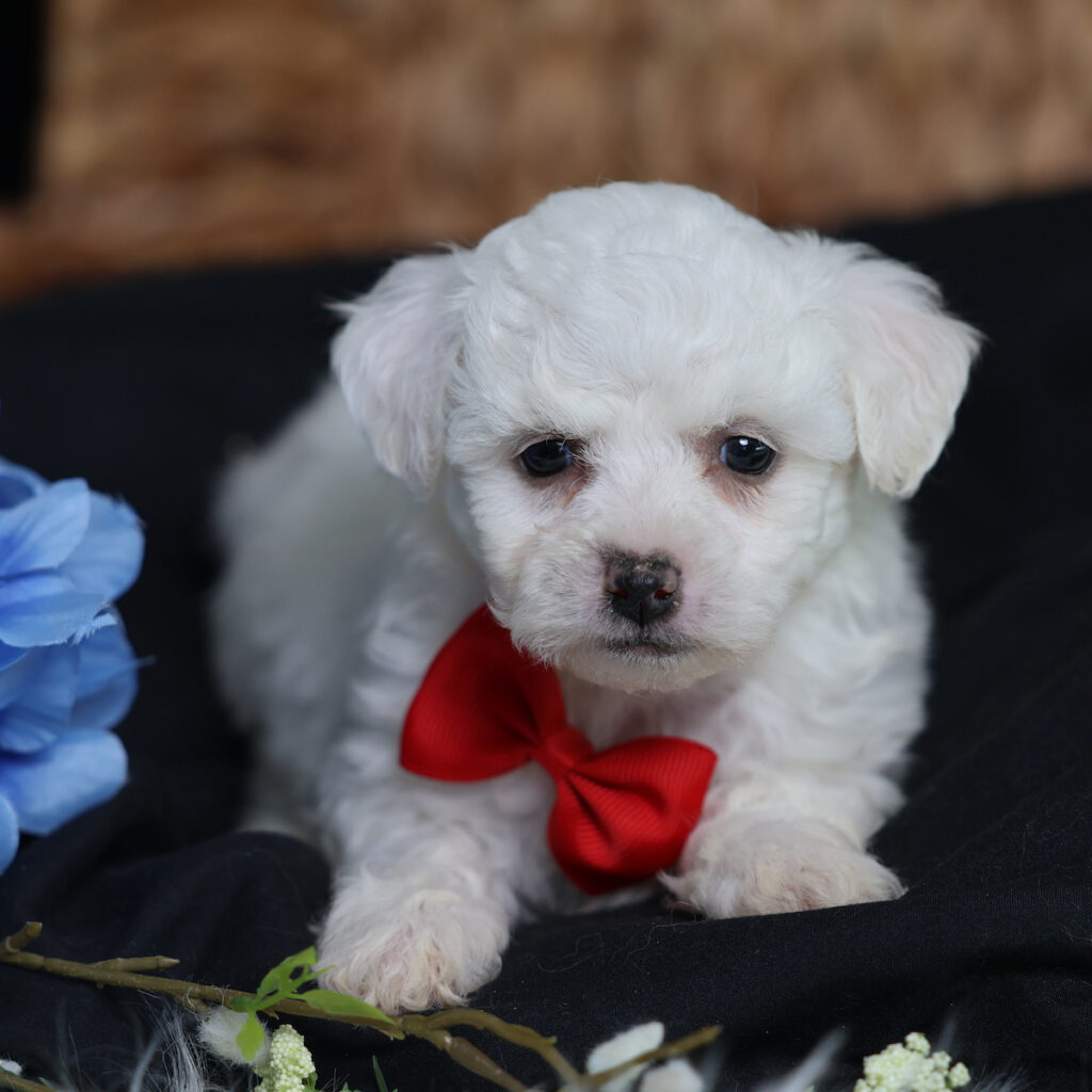 Paw Tale Puppies | Bichon Frise Puppies | Vet Checked Pups