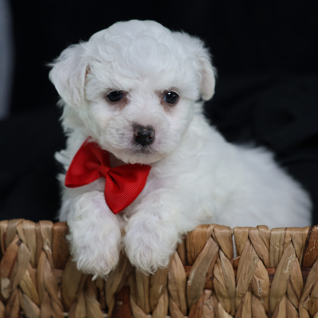 Paw Tale Puppies | Bichon Frise Puppies | Vet Checked Pups