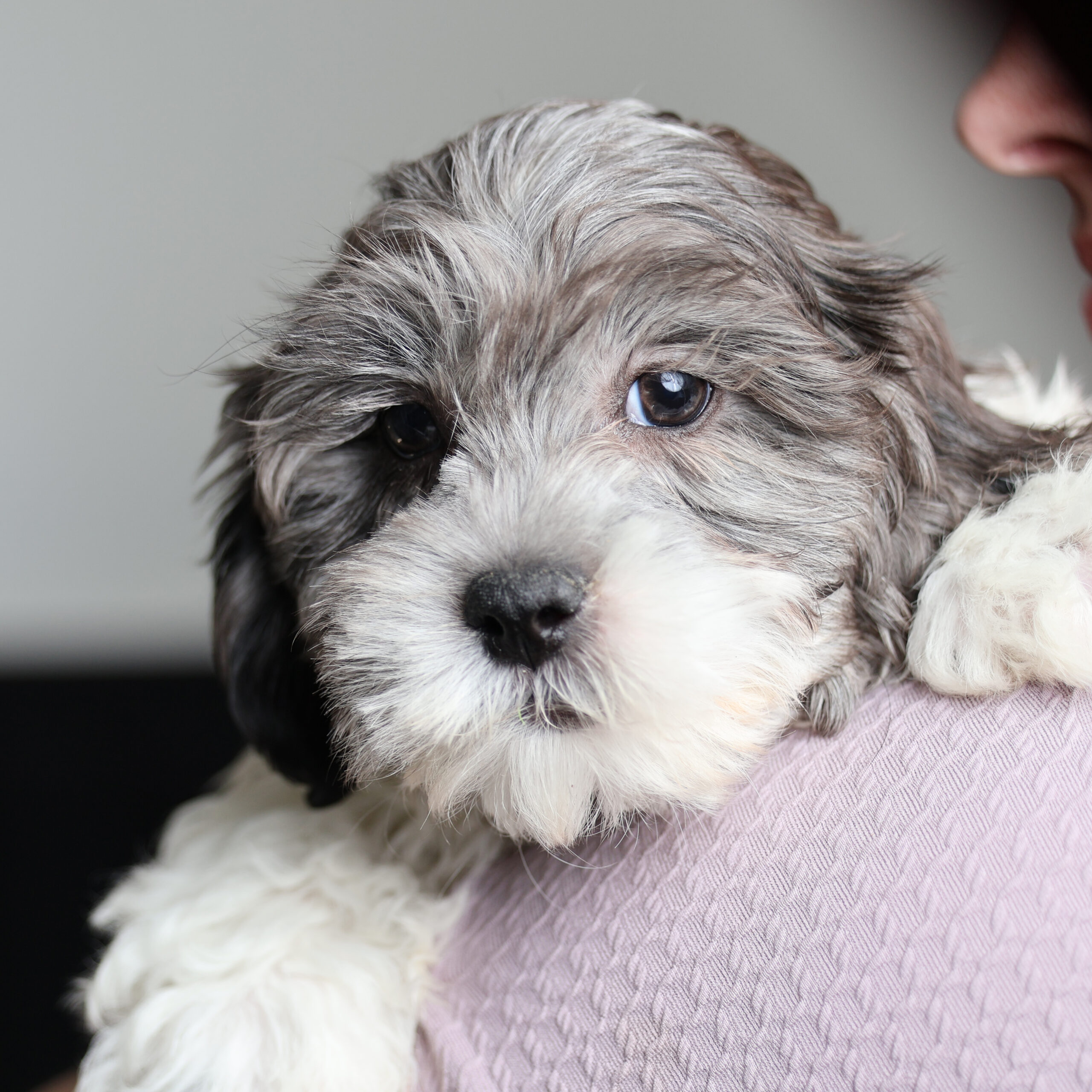 Mini Teddy Bear Puppy | Jagger | Paw Tale Puppies