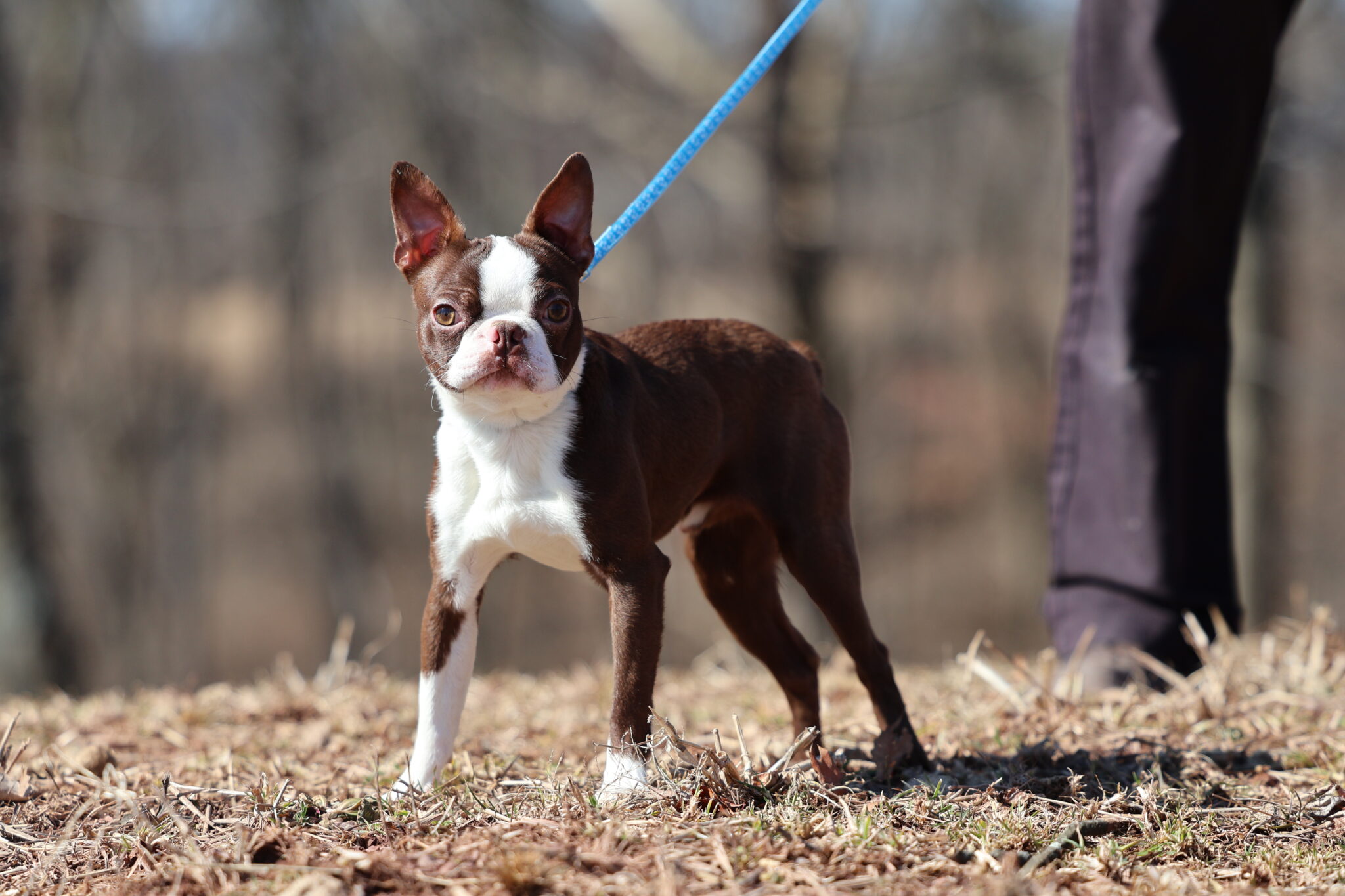 Boston Terrier Parents - Paw Tale Puppies