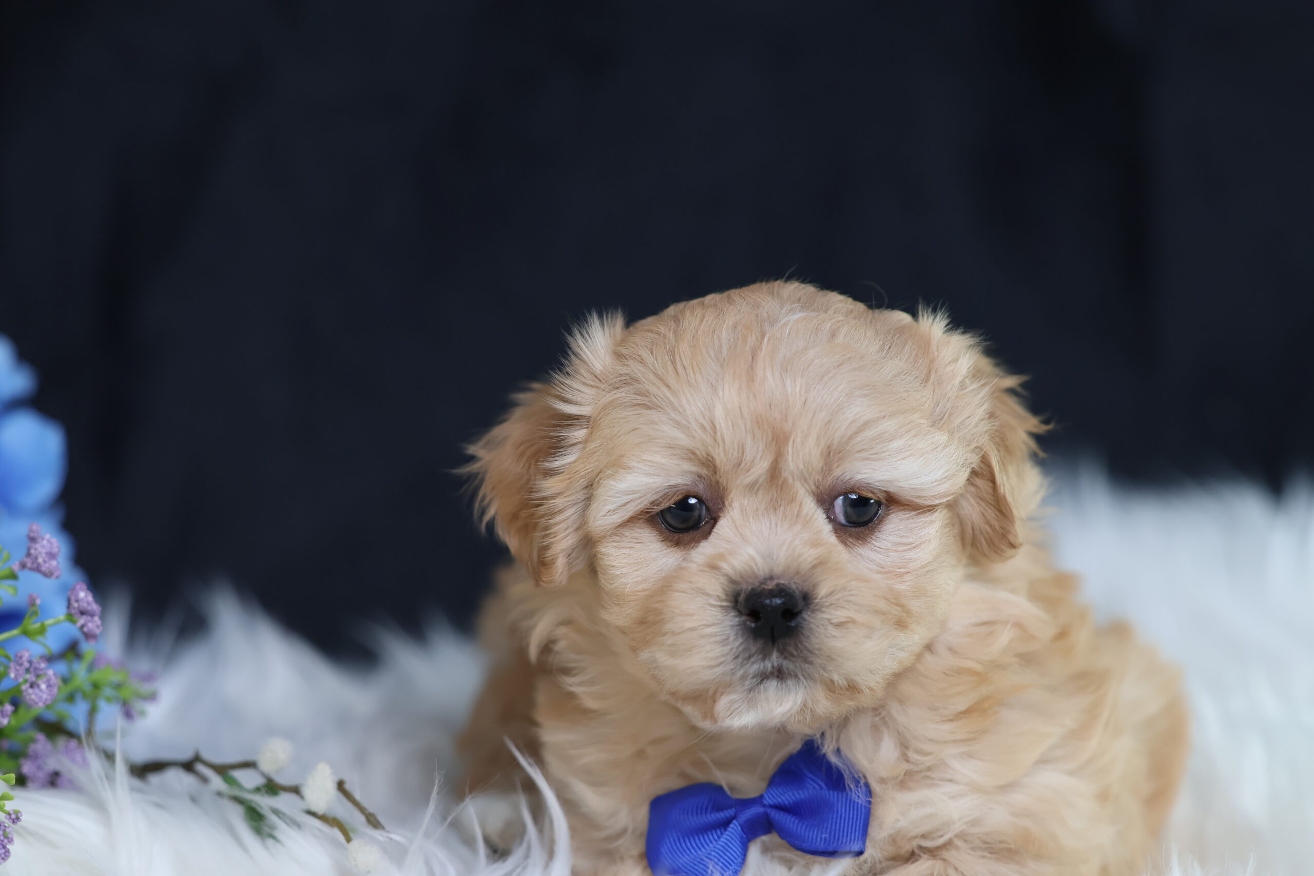Hester | Paw Tale Puppies| Male Shichon teddy bear dog price