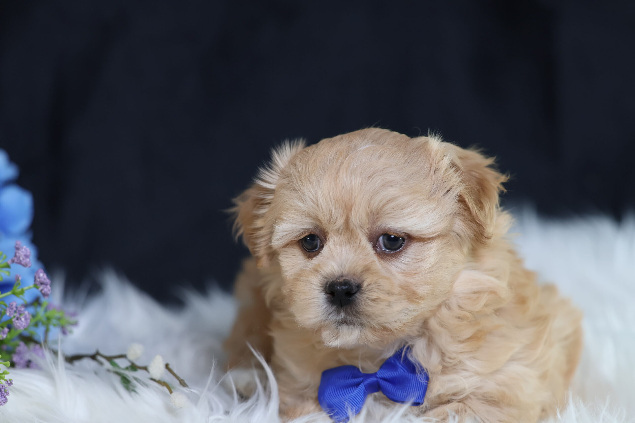 Hester | Paw Tale Puppies| Male Shichon teddy bear dog price
