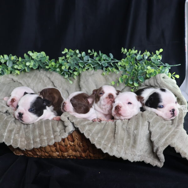 Paw Tale Puppies | Boston Terrier Puppies | Health Guarntees