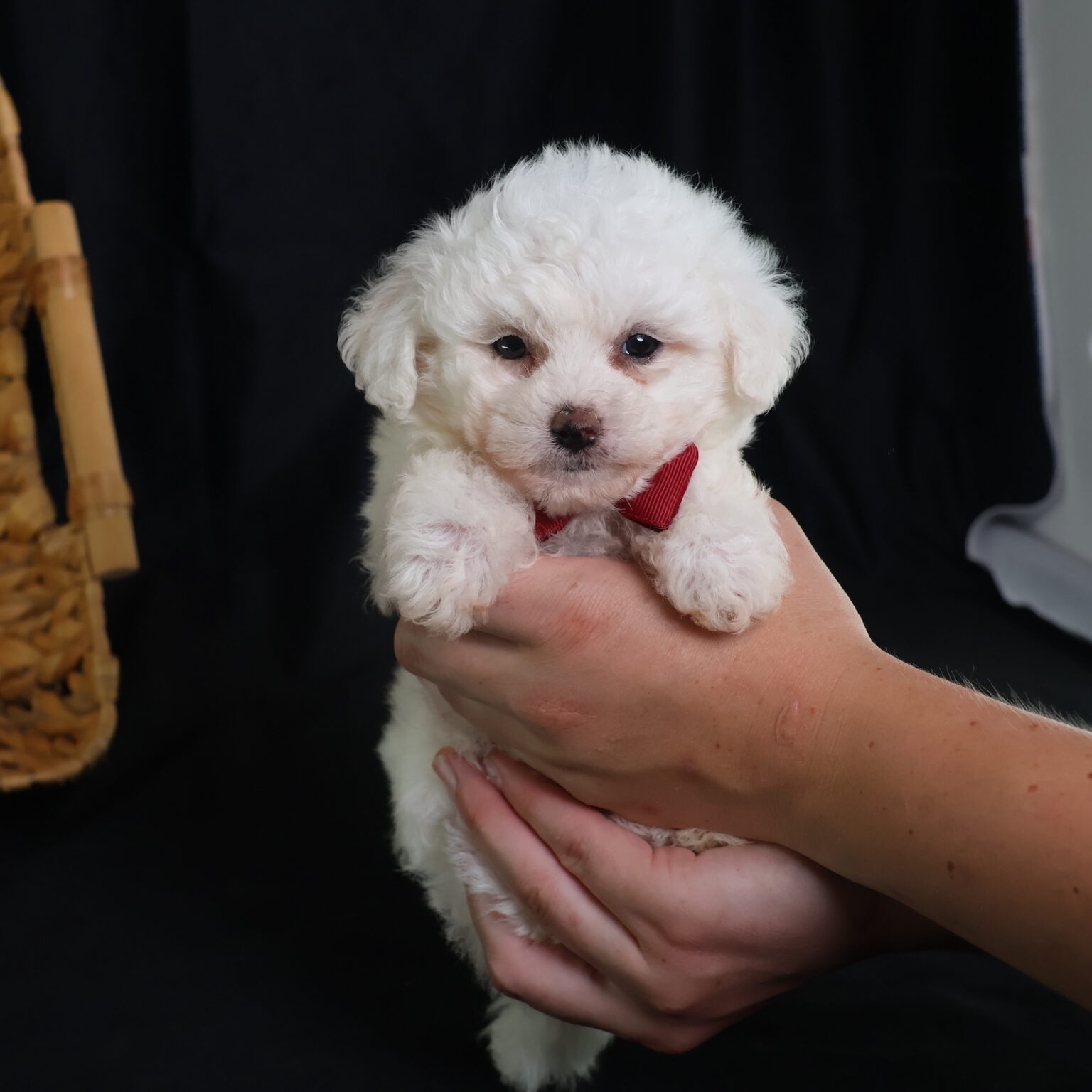Paw Tale Puppies | Mini Bichon Frise Puppies | Under 10 Lbs
