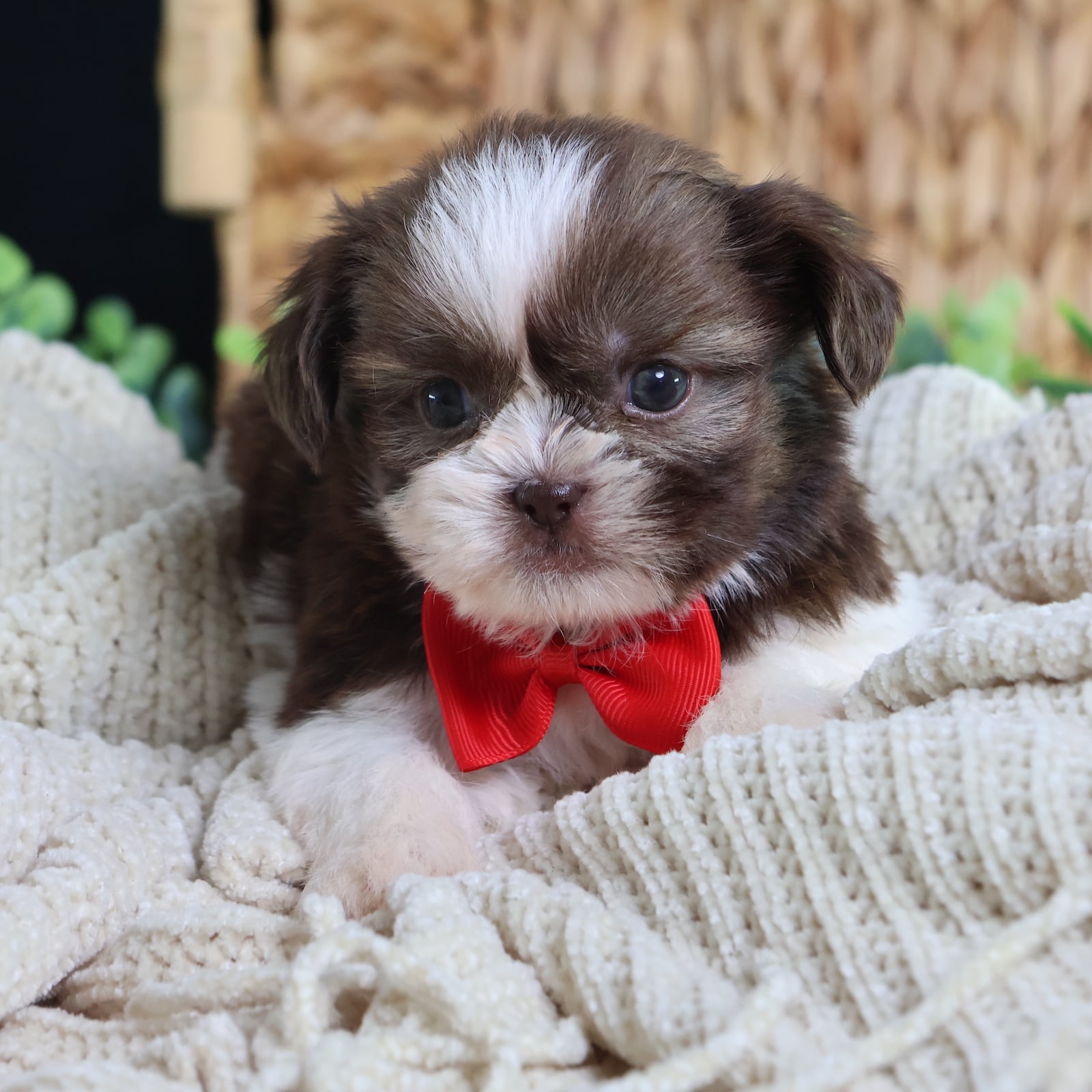 Paw Tale Puppies | Shichon Teddy Bear Puppies | Cute Puppies