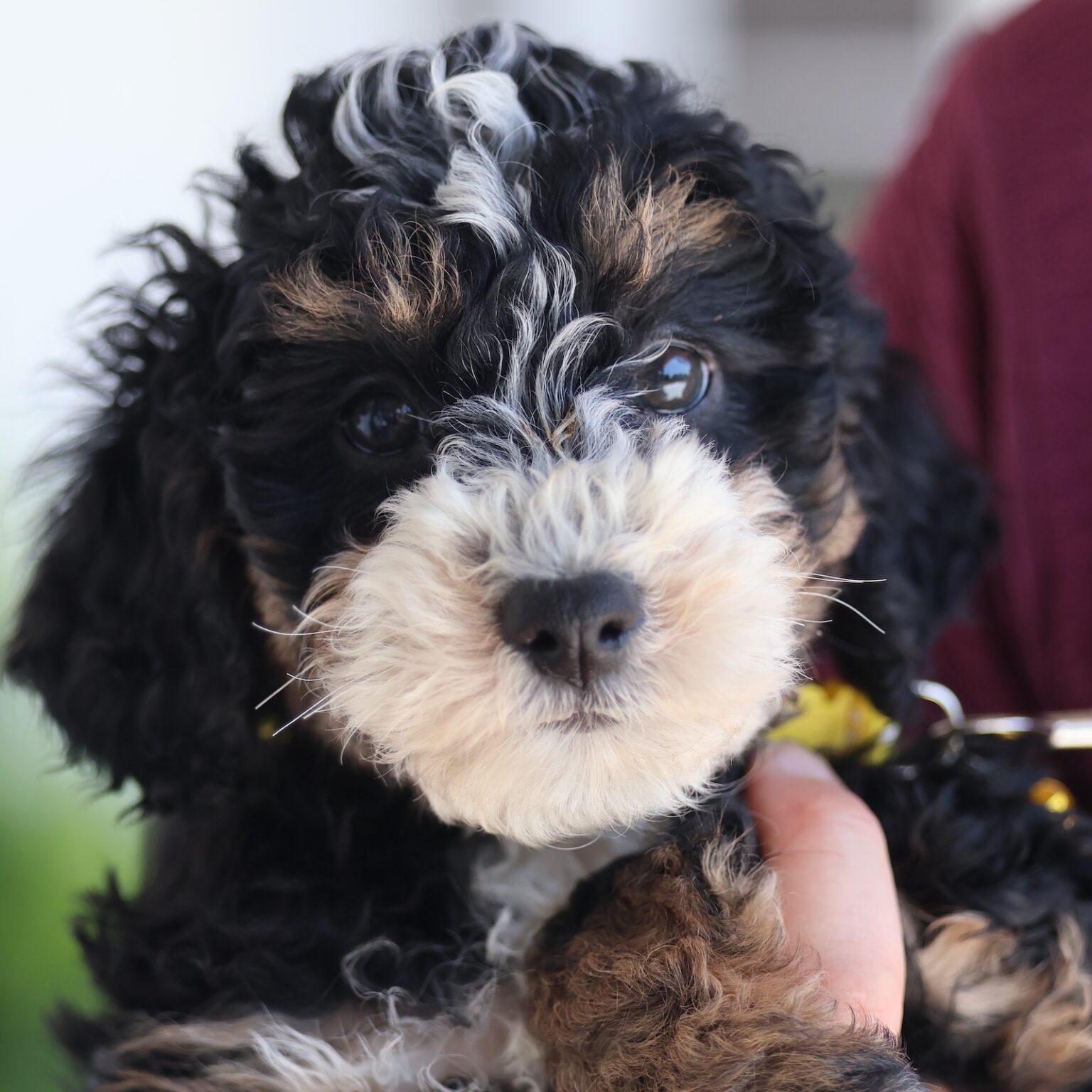 How Big Do Mini Bernedoodles Get? | Bernedoodle Size Guide