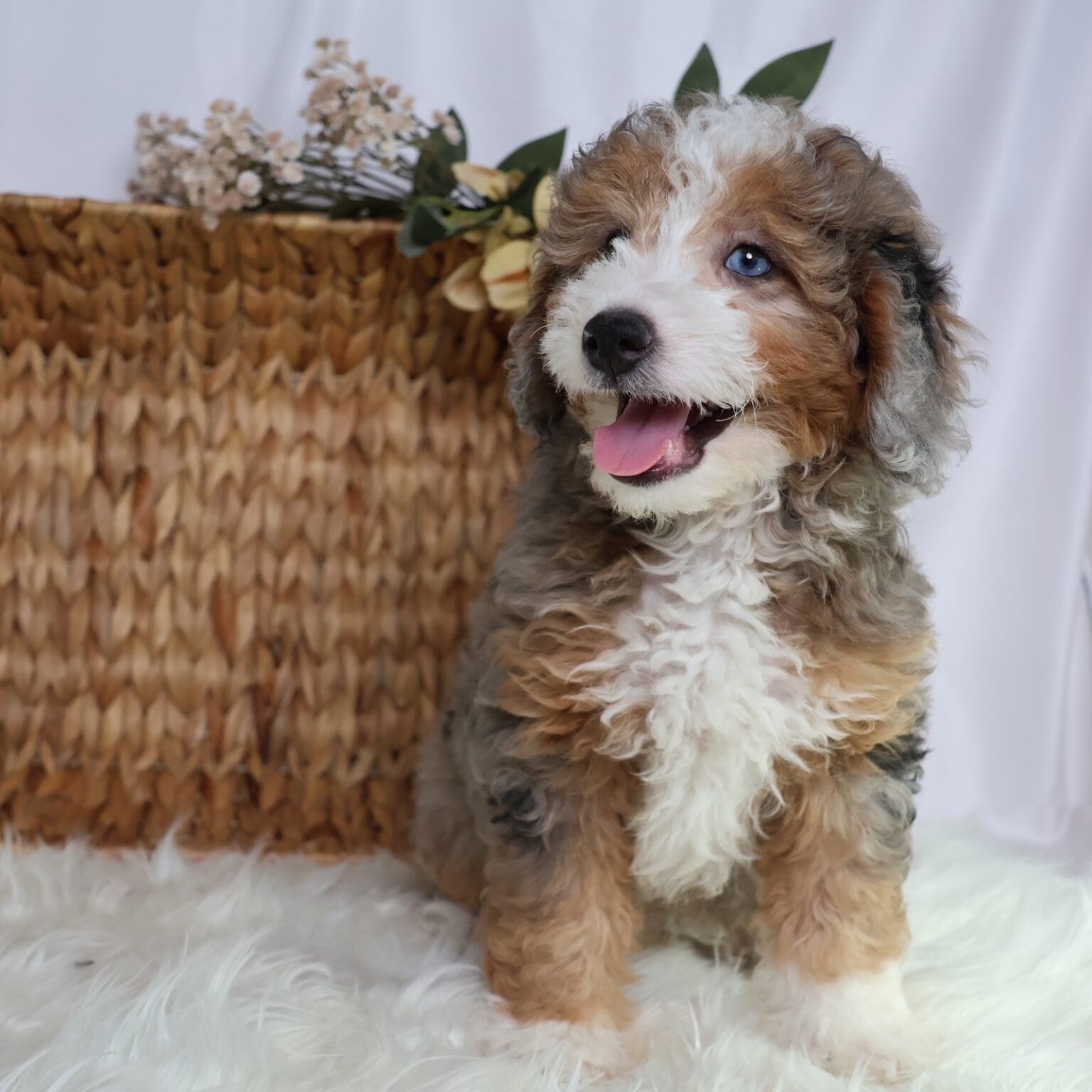 Paw Tale Puppies | Micro Mini Bernedoodle Puppies