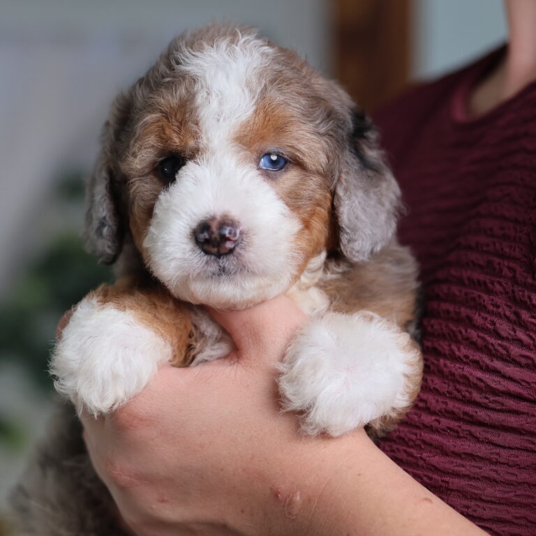 How Big Do Mini Bernedoodles Get? | Bernedoodle Size Guide