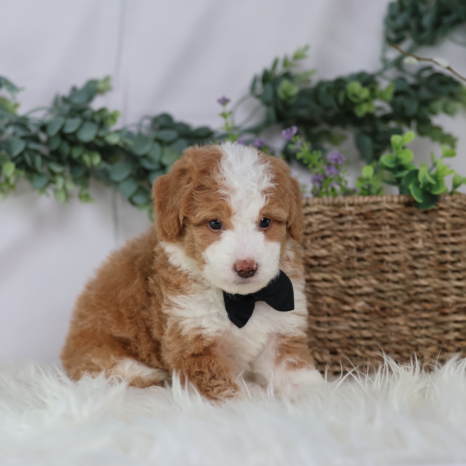 How Big Do Mini Bernedoodles Get? | Bernedoodle Size Guide