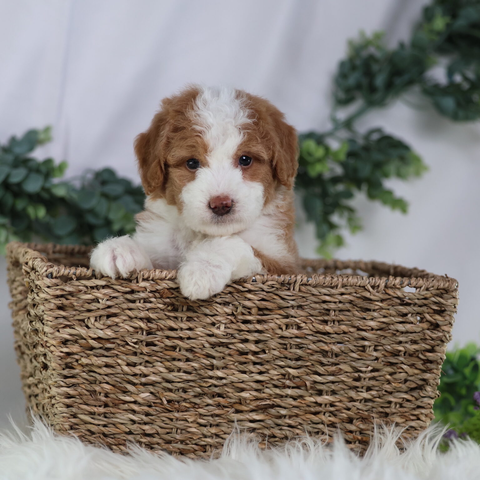 How Big Do Mini Bernedoodles Get? | Bernedoodle Size Guide