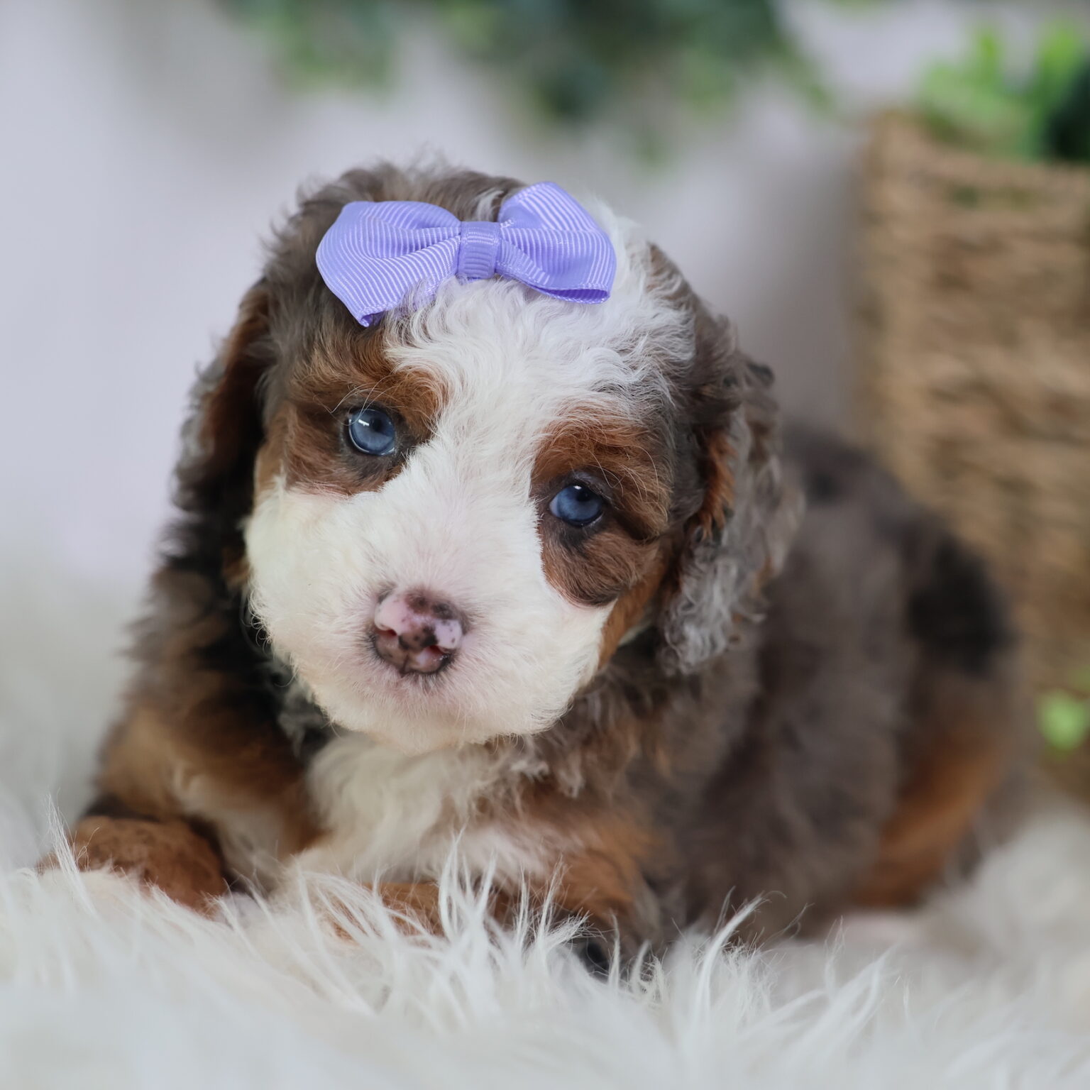 Paw Tale Puppies | Merle Mini Bernedoodle | Stunning Coats