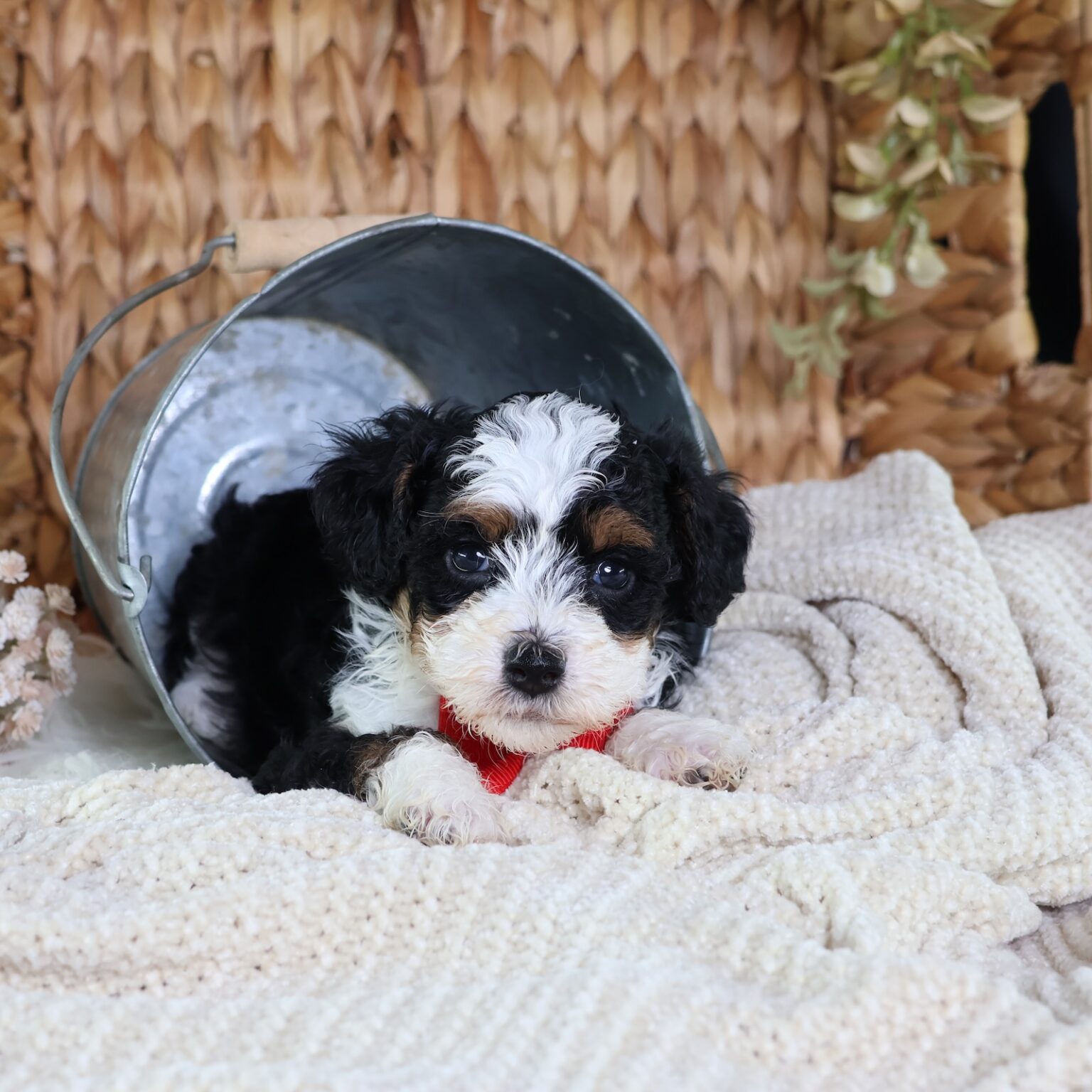 Paw Tale Puppies | Munchkin Bernedoodles | Popular New Breed