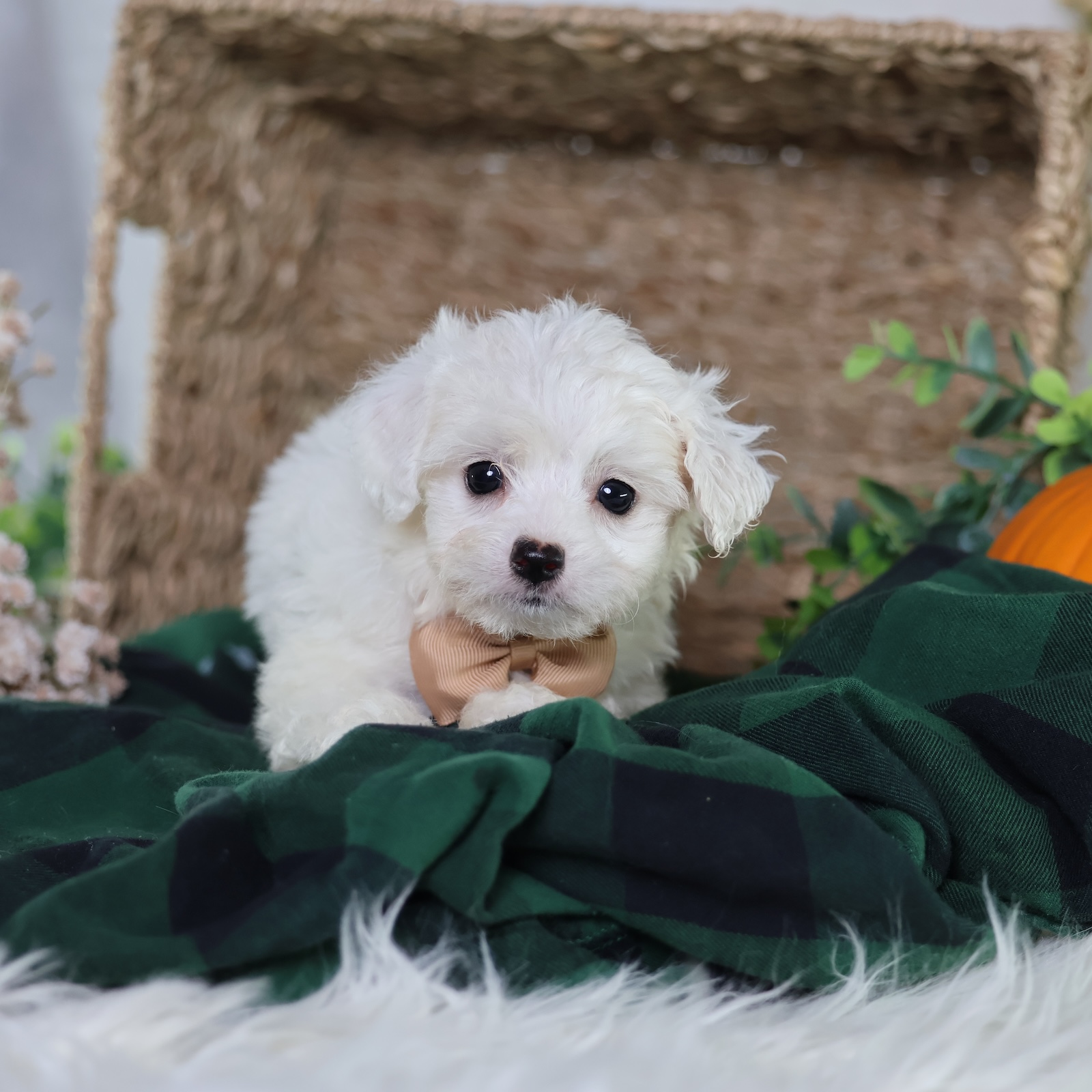 Paw Tale Puppies | Adorable Puppies | Genetically Screened