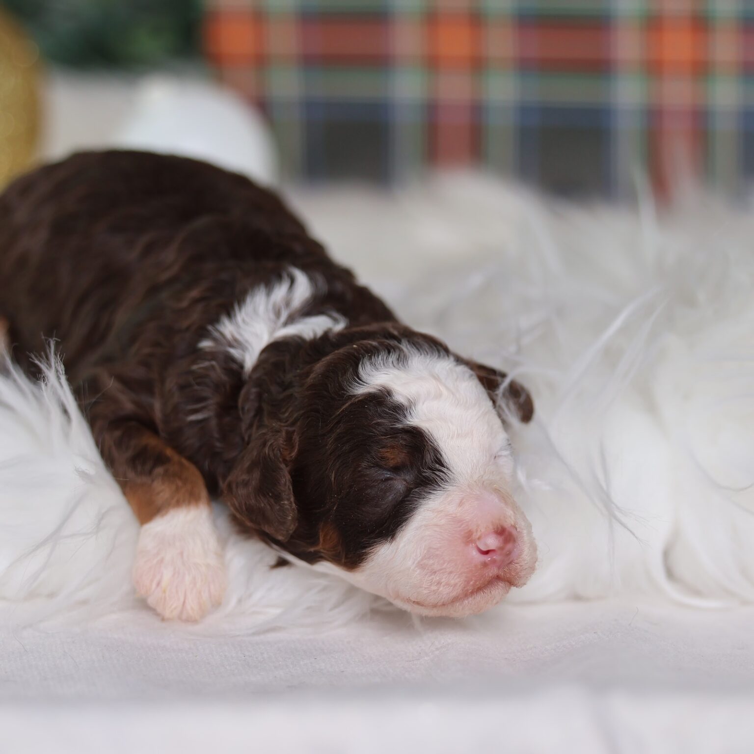 Paw Tale Puppies | Merle Mini Bernedoodle | Stunning Coats