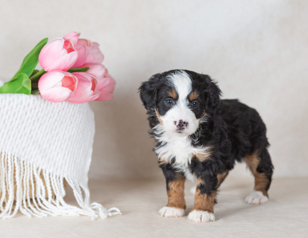 Loop - Paw Tale Puppies | Adorable bernedoodle mini puppy