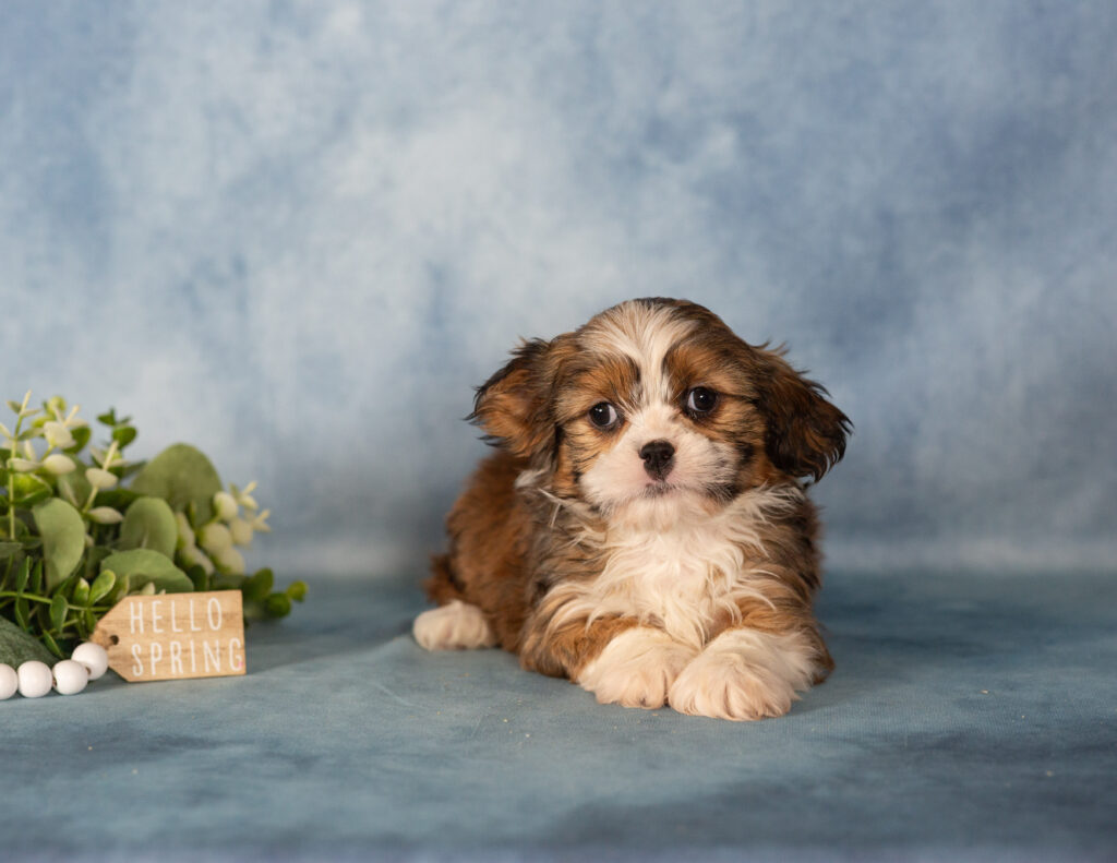 Dax - Paw Tale Puppies teddy bear dog puppy | Genetic Screen