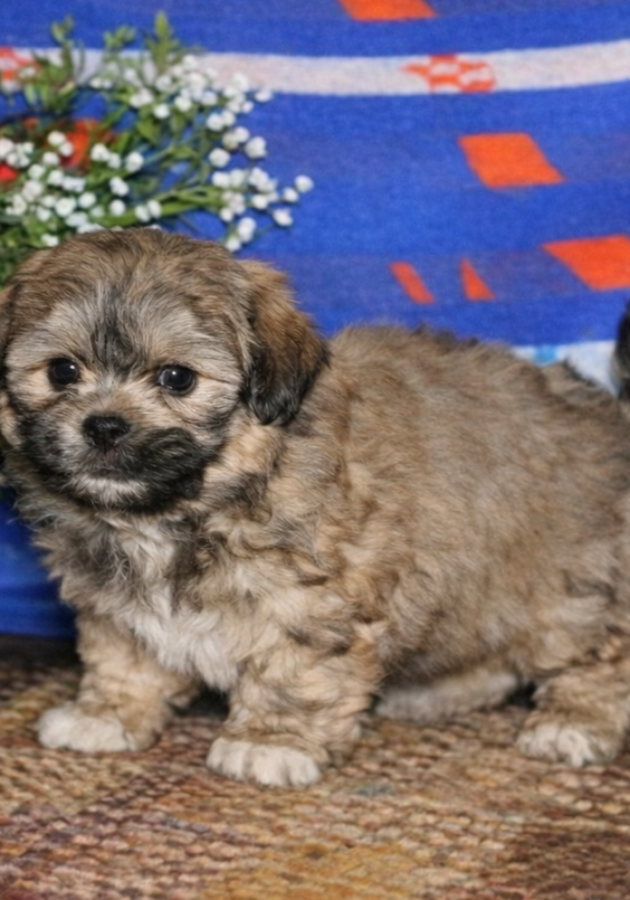 Paw Tale Puppies | Shichon Teddy Bear Puppies | Cute Puppies