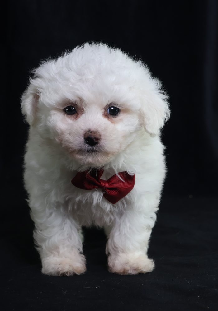 Paw Tale Puppies | Mini Bichon Frise Puppies | Under 10 Lbs