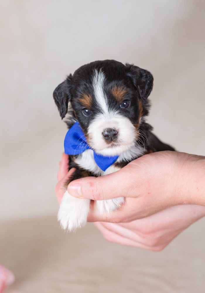 Paw Tale Puppies | Munchkin Bernedoodles | Popular New Breed