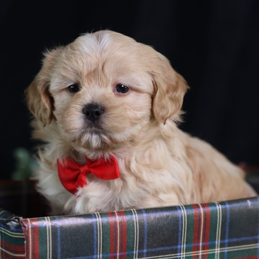 Paw Tale Puppies | Teddy Bear Puppies | Adorable & Cute